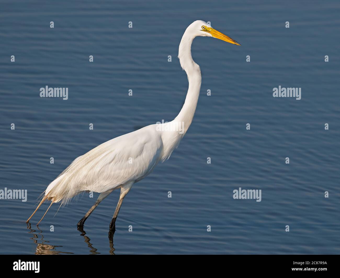 Great Egret Hunting in Marsh Stock Photo - Alamy