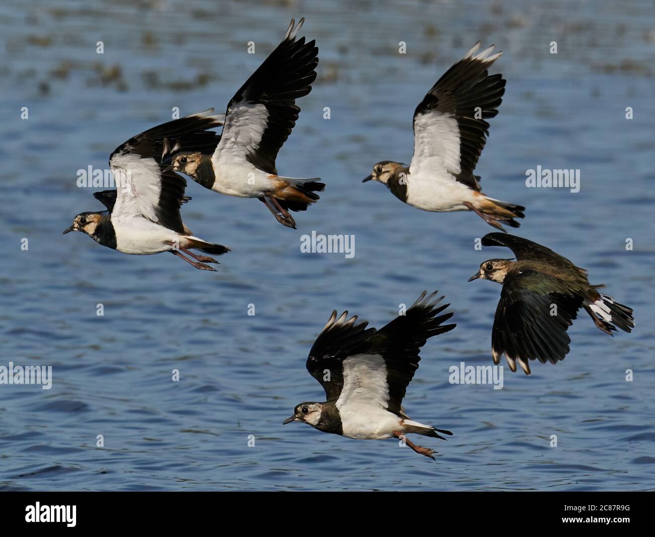 Northern Lapwings High Resolution Stock Photography and Images - Alamy