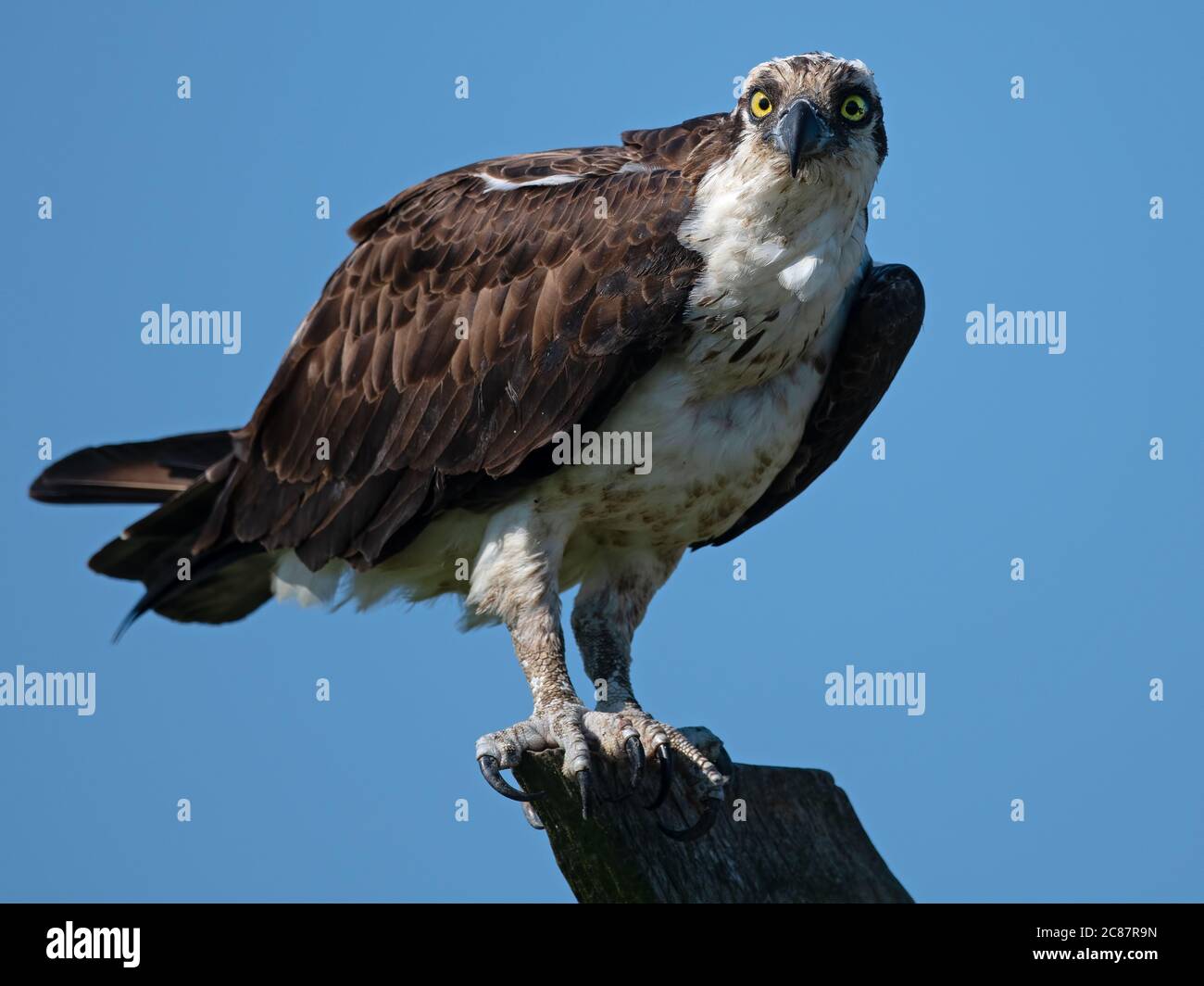 Osprey standing hi-res stock photography and images - Alamy