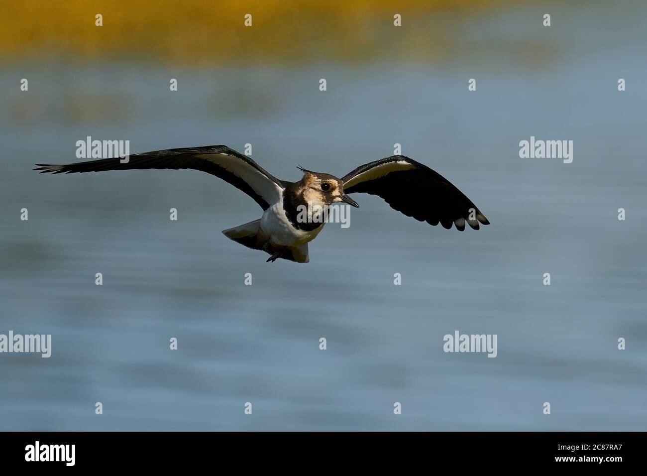 Northern lapwing in flight in its natural enviroment Stock Photo - Alamy