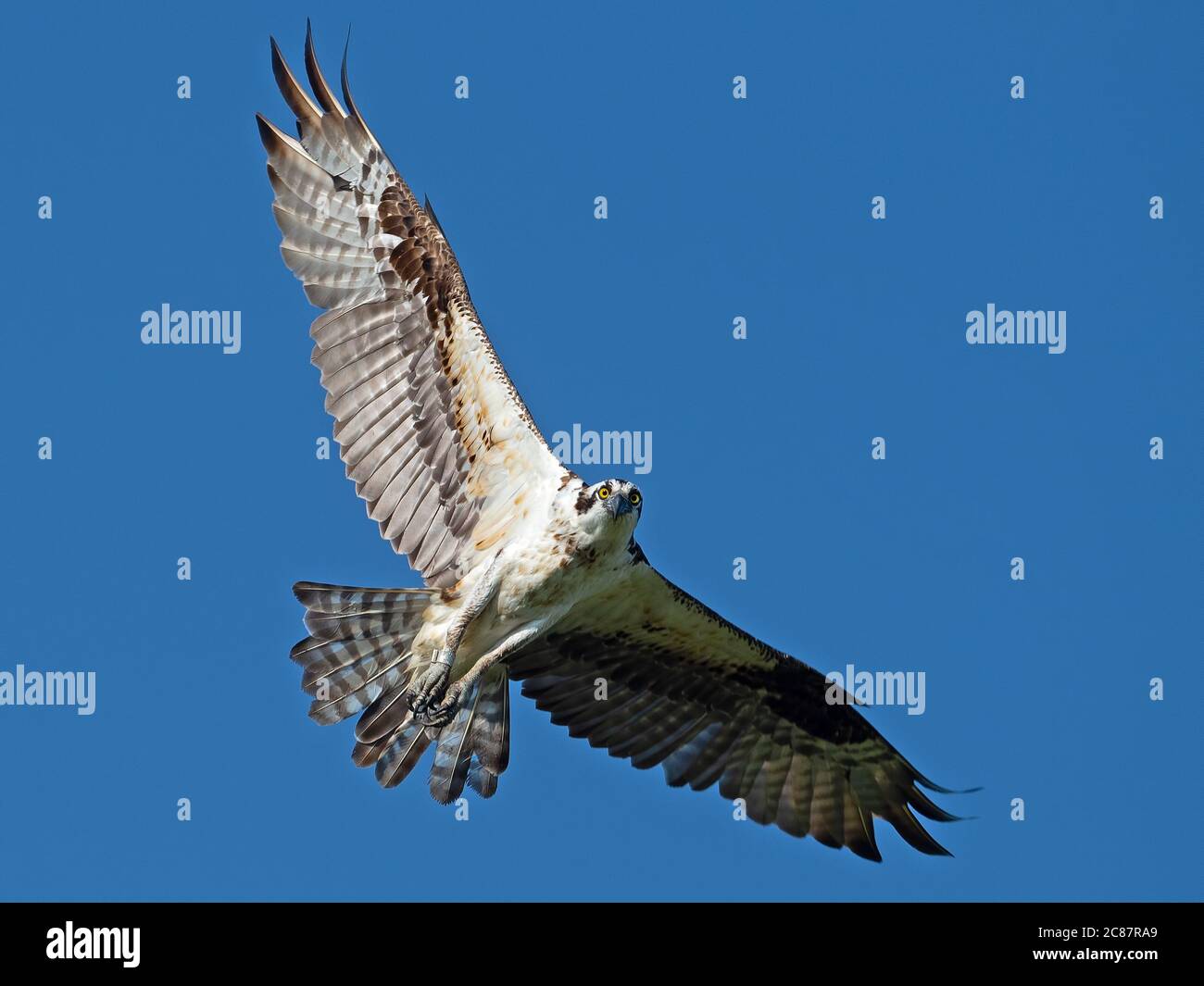 Osprey in Flight Stock Photo - Alamy