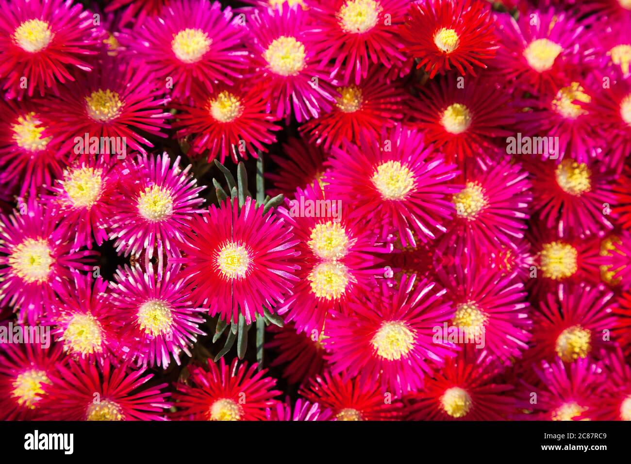 Common Purslane flower in the garden., Pusley flower Stock Photo - Alamy