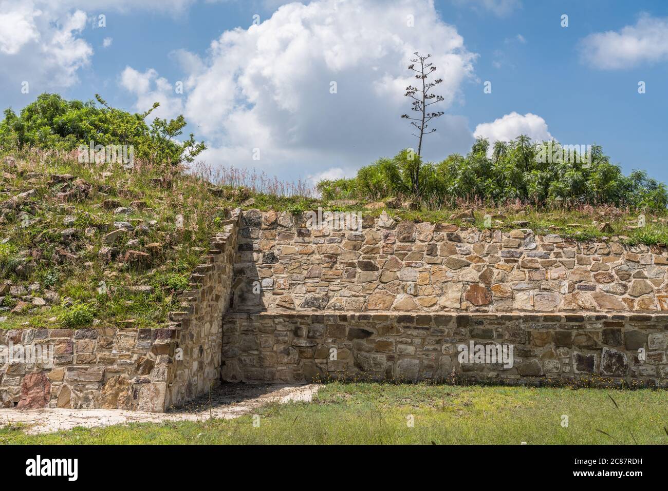 An agave flower spike on Building 3 on Plaza A in the ruins of the ...