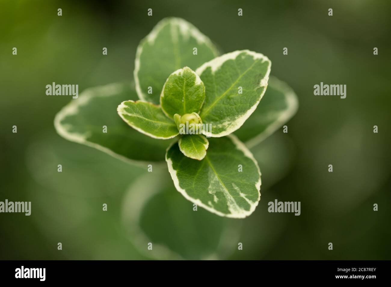 Cluster of growth hi-res stock photography and images - Alamy