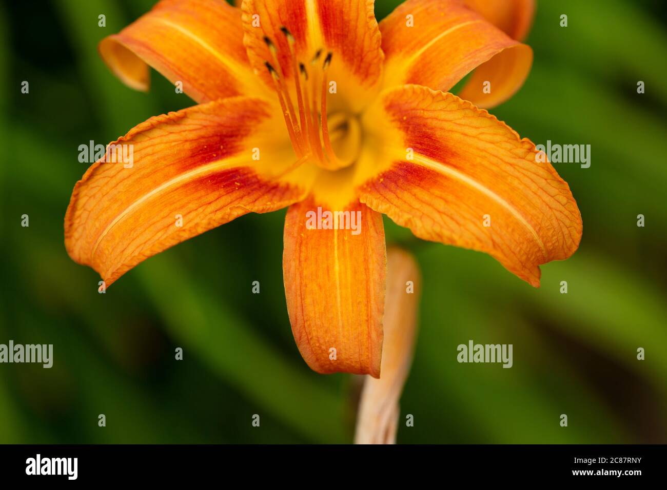 Tiger lily flower hi-res stock photography and images - Alamy
