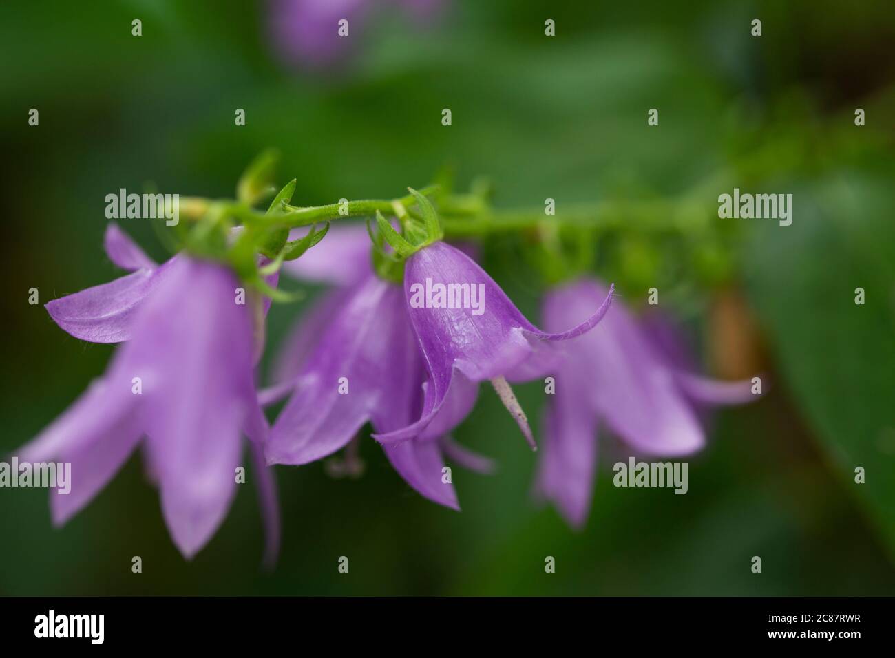 Bell stem hi-res stock photography and images - Alamy