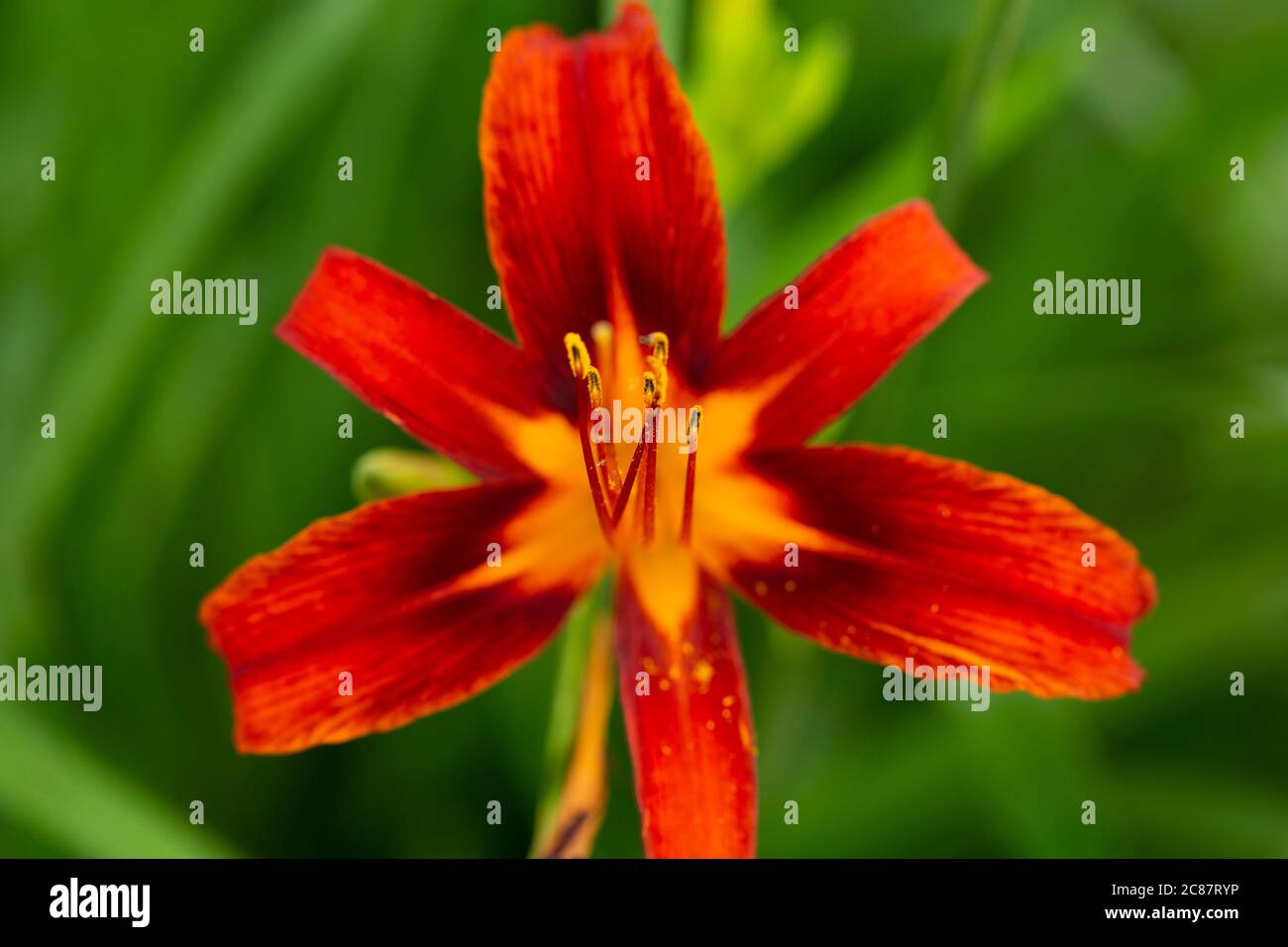 Long Stem Lily High Resolution Stock Photography and Images - Alamy