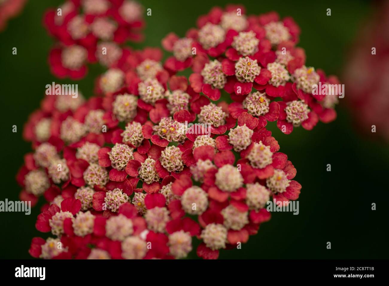 Growing perennial flowers hi-res stock photography and images - Alamy