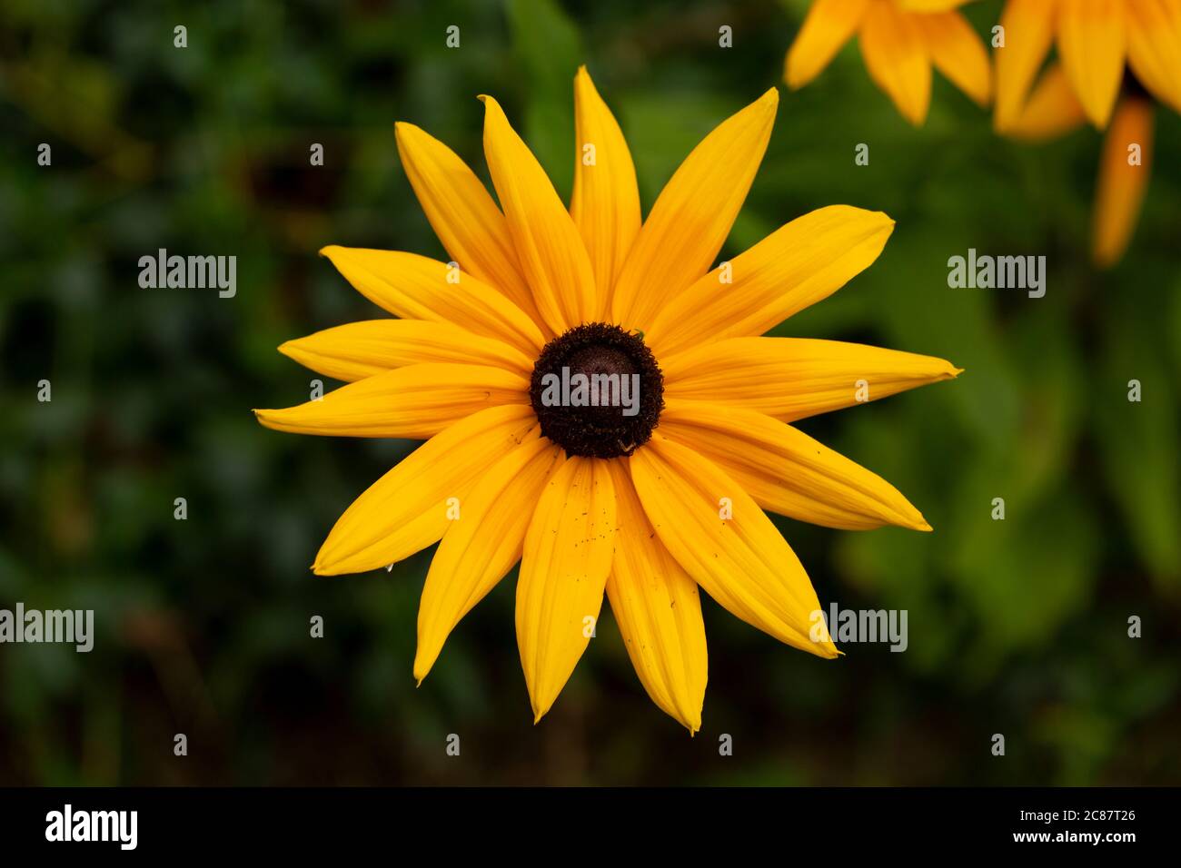Yellow flower with brown center hi-res stock photography and images - Alamy