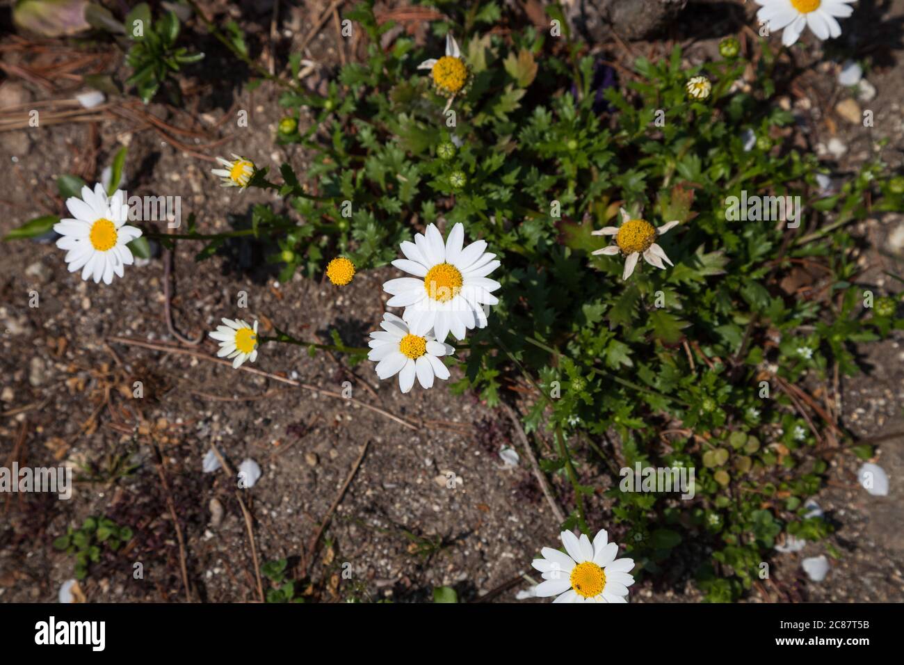 White Daisy flower in top view Stock Photo - Alamy