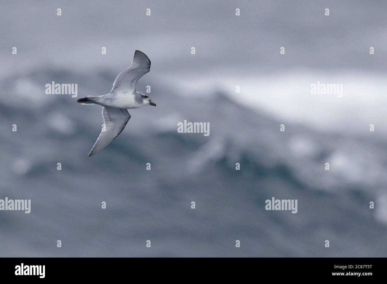Broad-billed Prion (Pachyptila vittata) - underside view in flight over ...