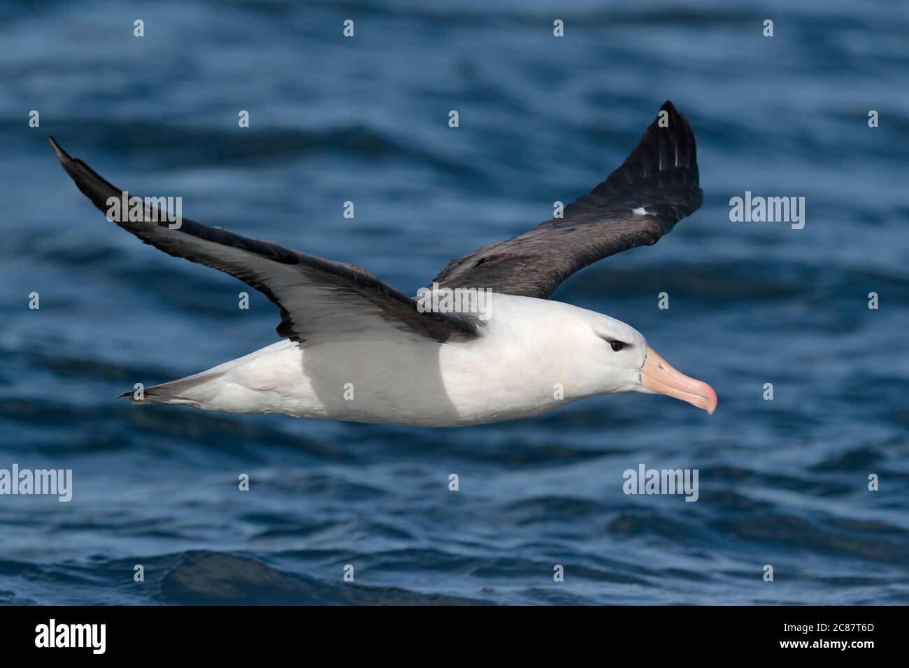 Black-browed Albatross (Thalassarche melanophris) side view, in flight ...