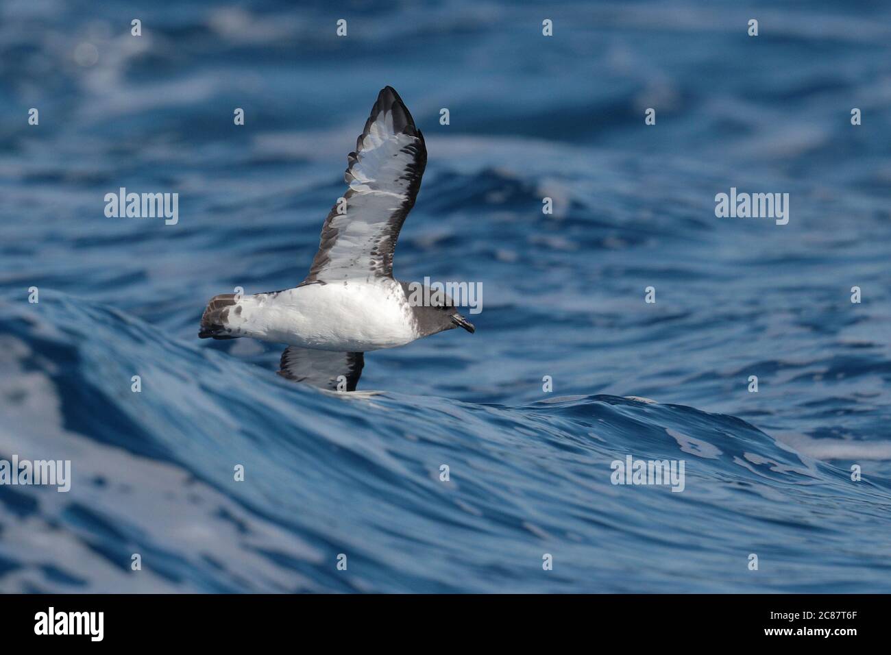 Petrel moteado hi-res stock photography and images - Alamy