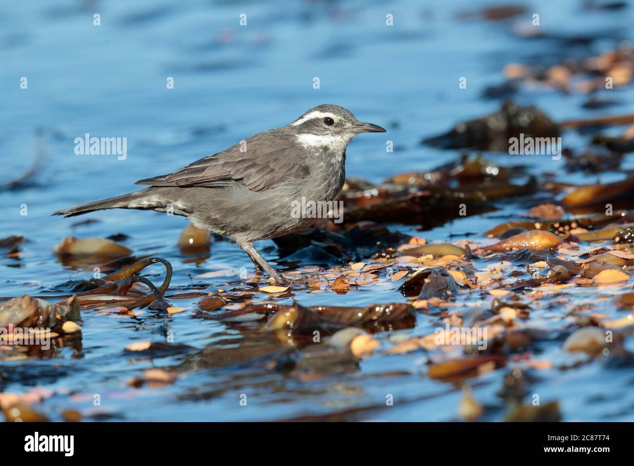 Parque nacional tierra del fuego patagonia hi-res stock photography and ...