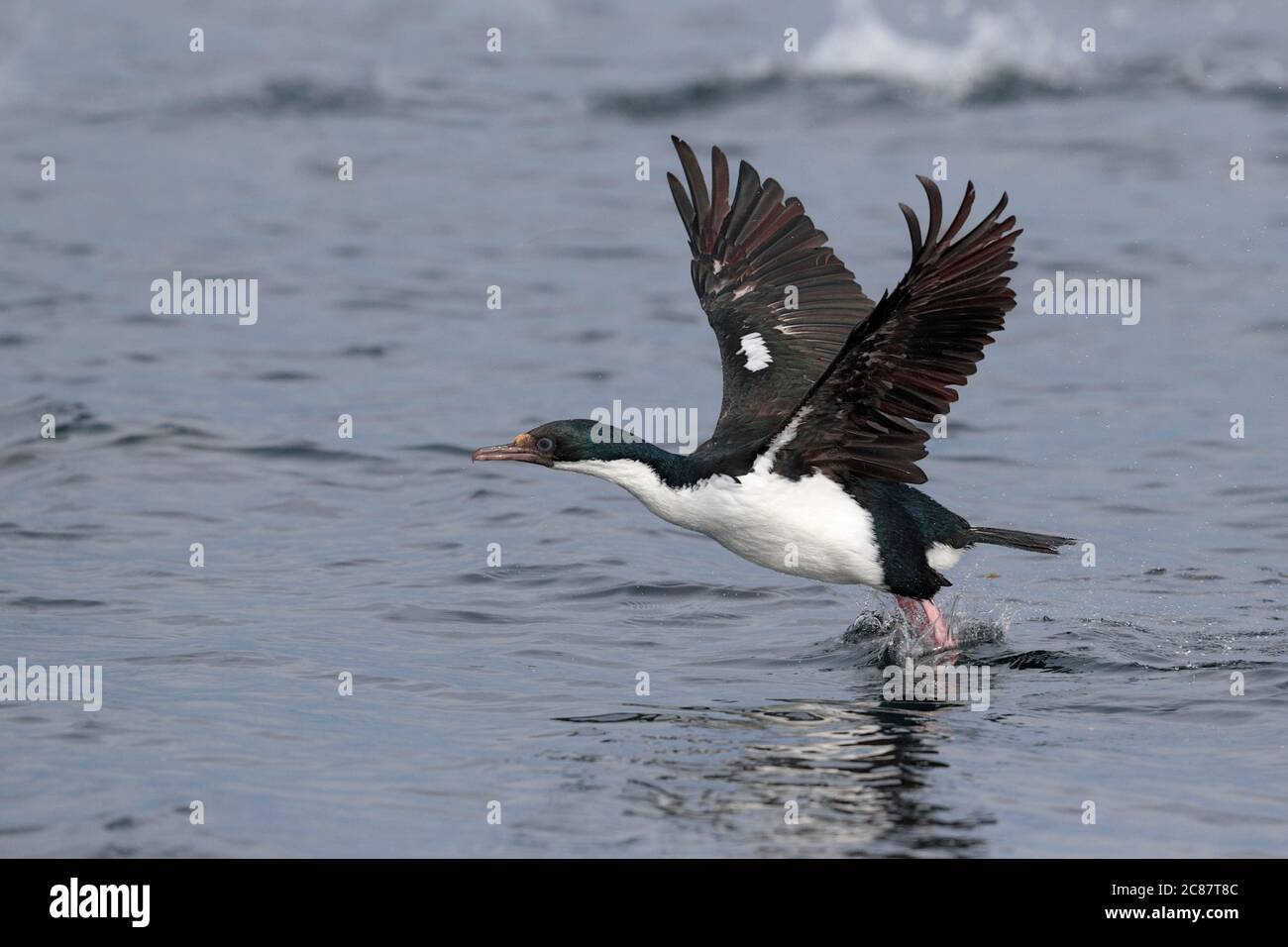 Beagle channel fish hi-res stock photography and images - Alamy