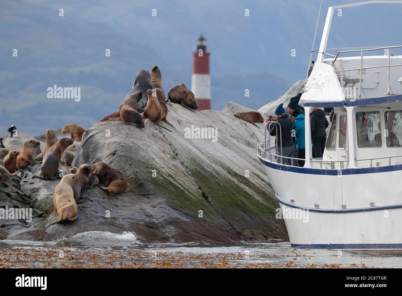 Sea Lions and tourist boat, Les Eclaireurs Lighthouse, Beagle Channel ...