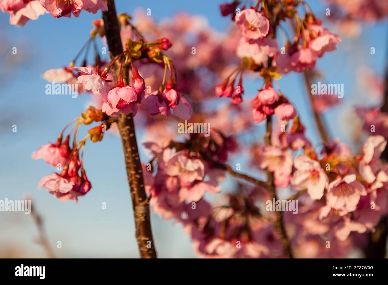 Pink blossom sakura flowers on a spring day in Japan., Beautiful ...