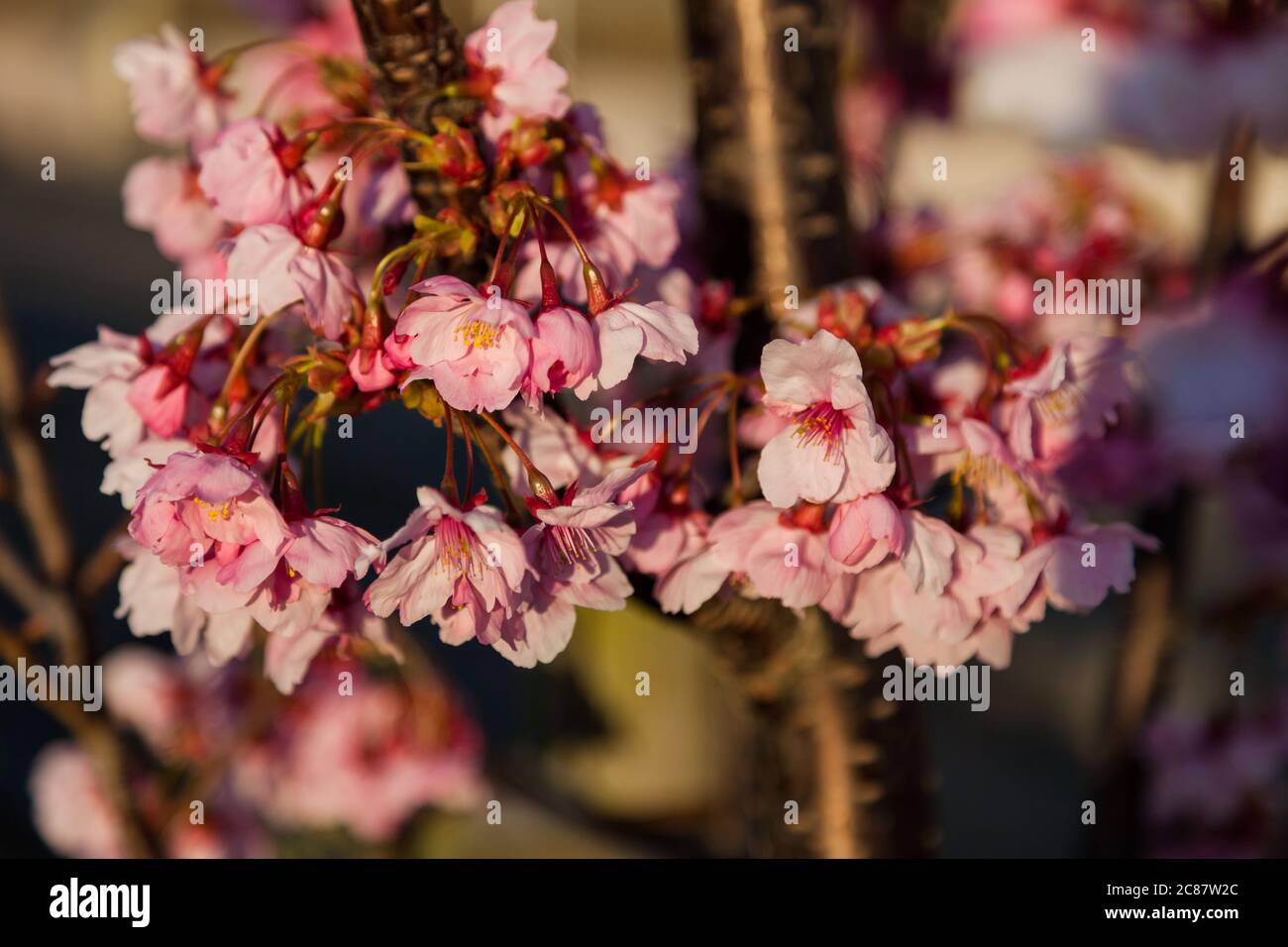Pink blossom sakura flowers on a spring day in Japan., Beautiful ...