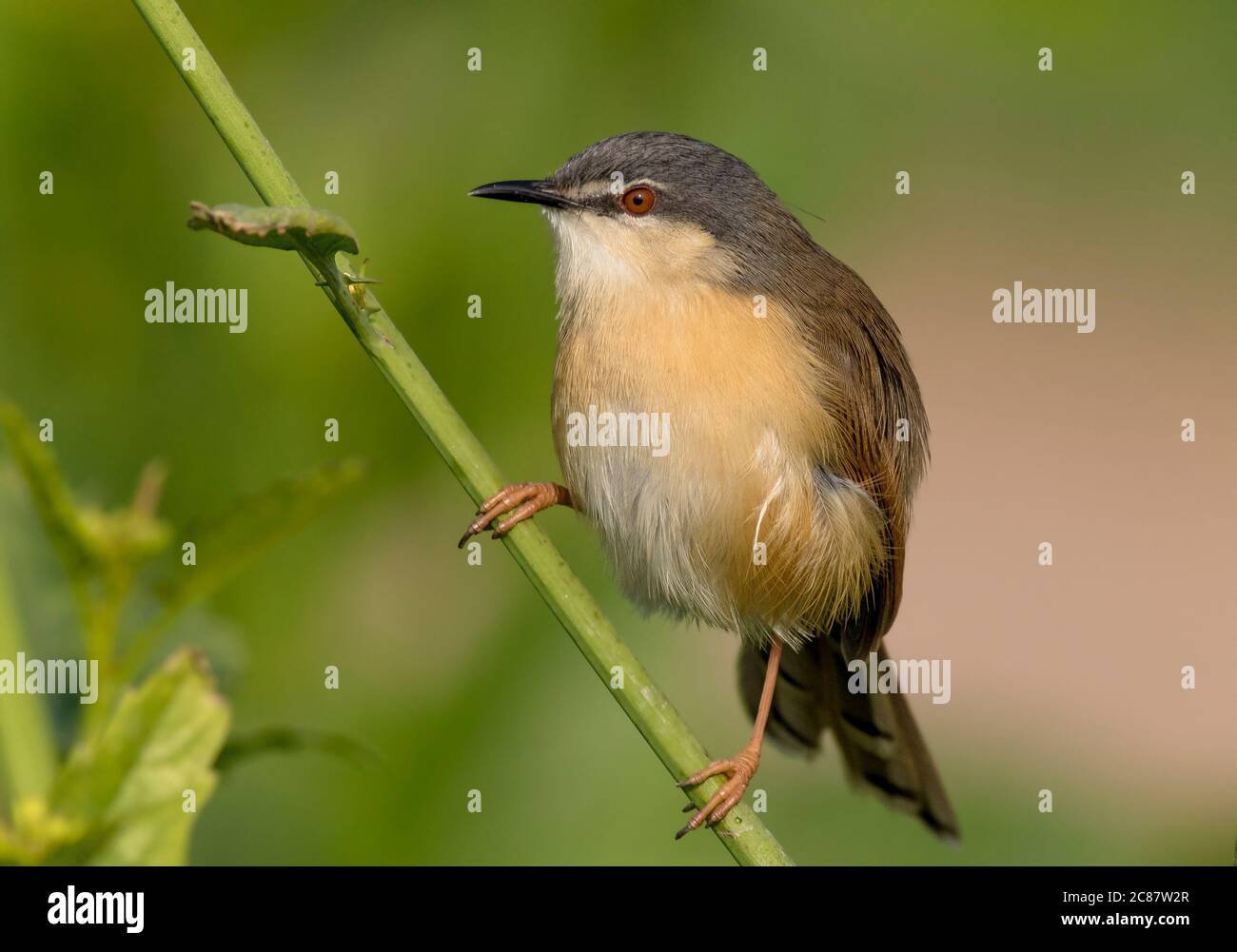 tropical birds in wildlife reserves of Pakistan Stock Photo - Alamy
