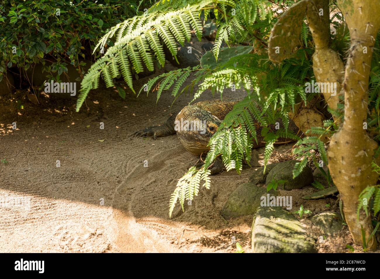 Comodo dragon hi-res stock photography and images - Alamy