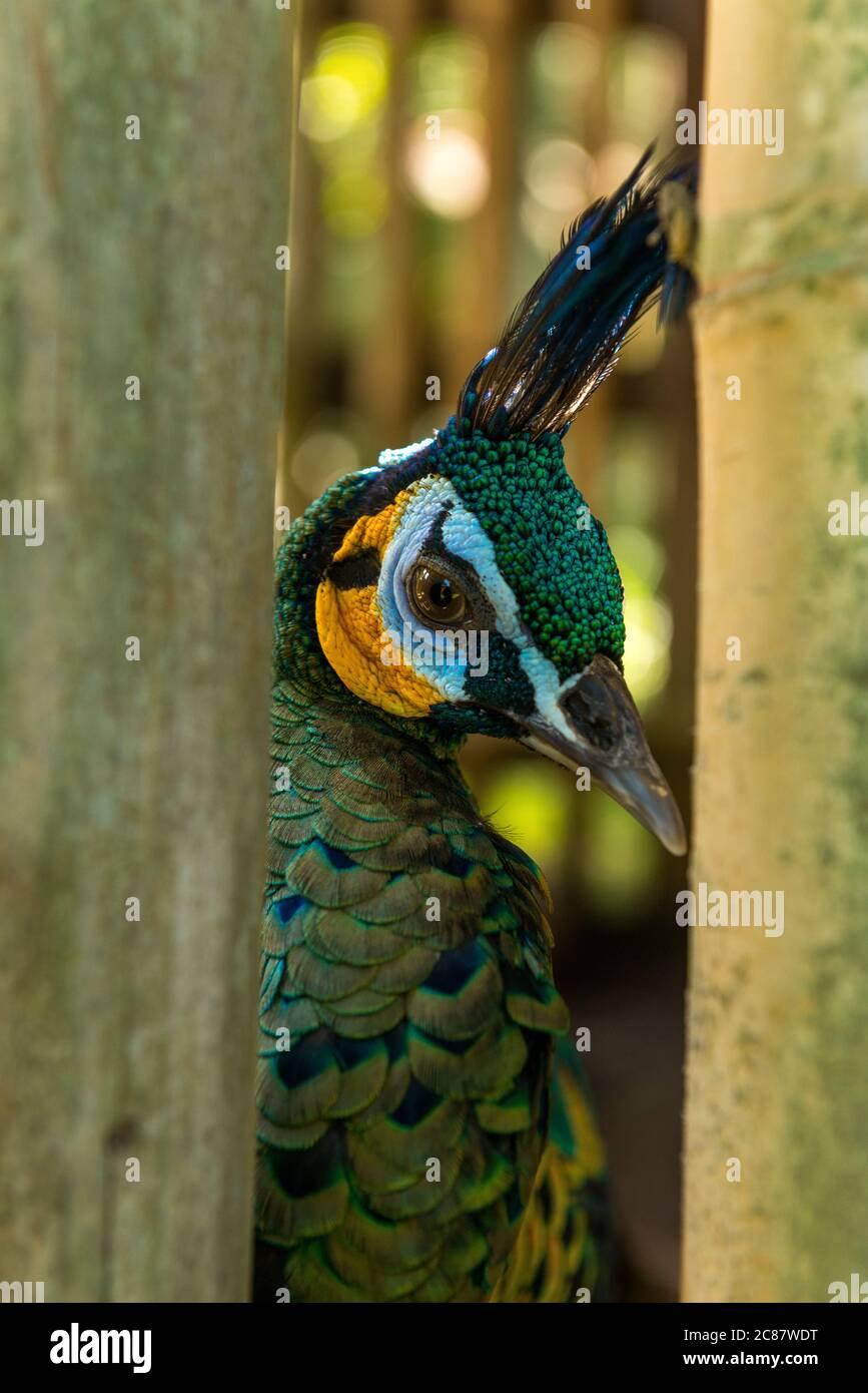 Bali bird park in Sanur Stock Photo - Alamy