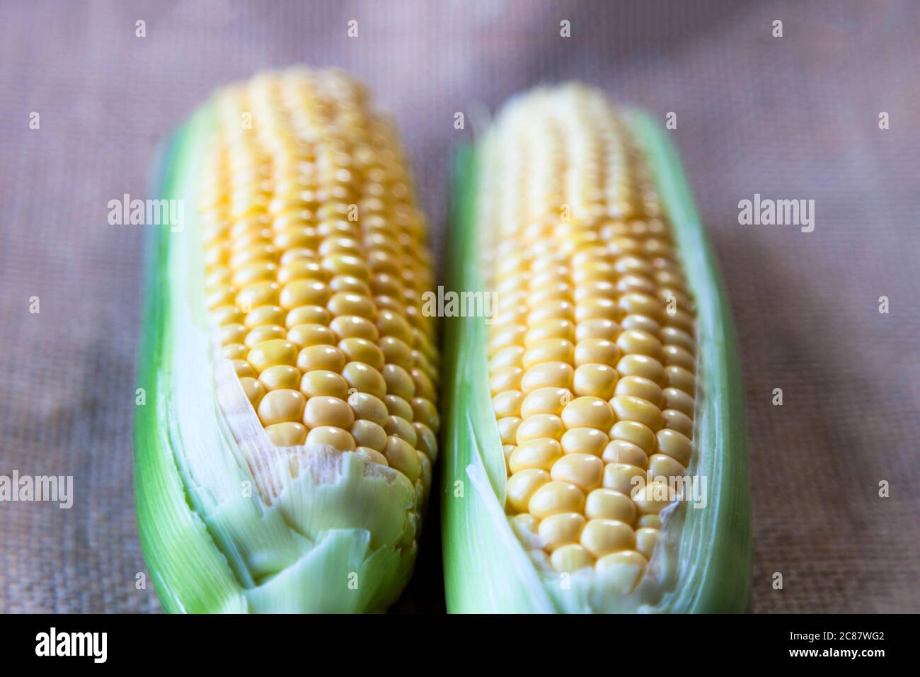Fresh corn fruits with green leaves isolated .,An ear of corn isolated ...