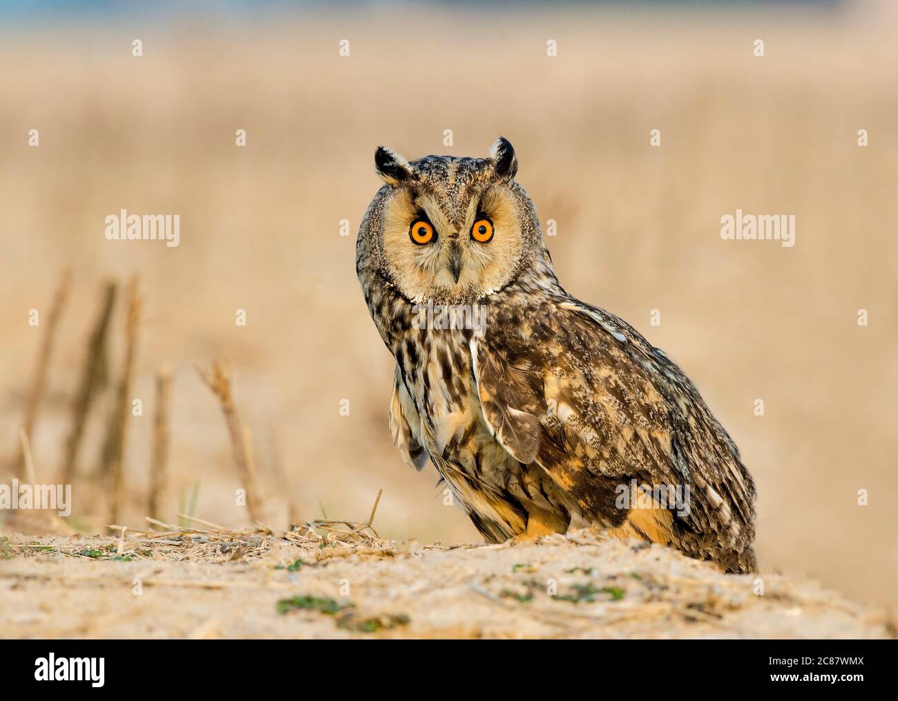 owls in wildlife reserves in Pakistan Stock Photo - Alamy