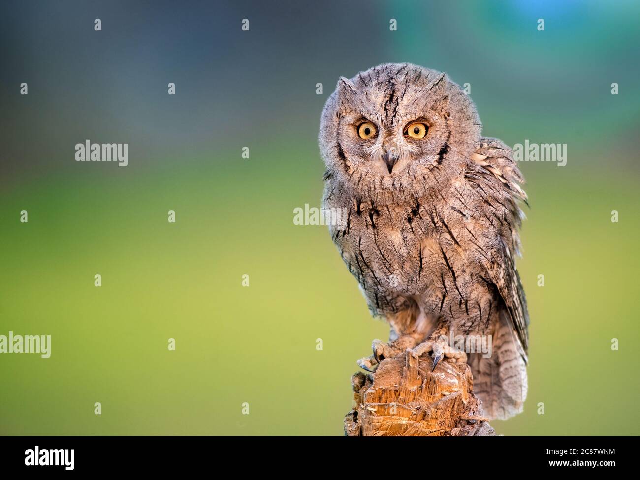 owls in wildlife reserves in Pakistan Stock Photo - Alamy