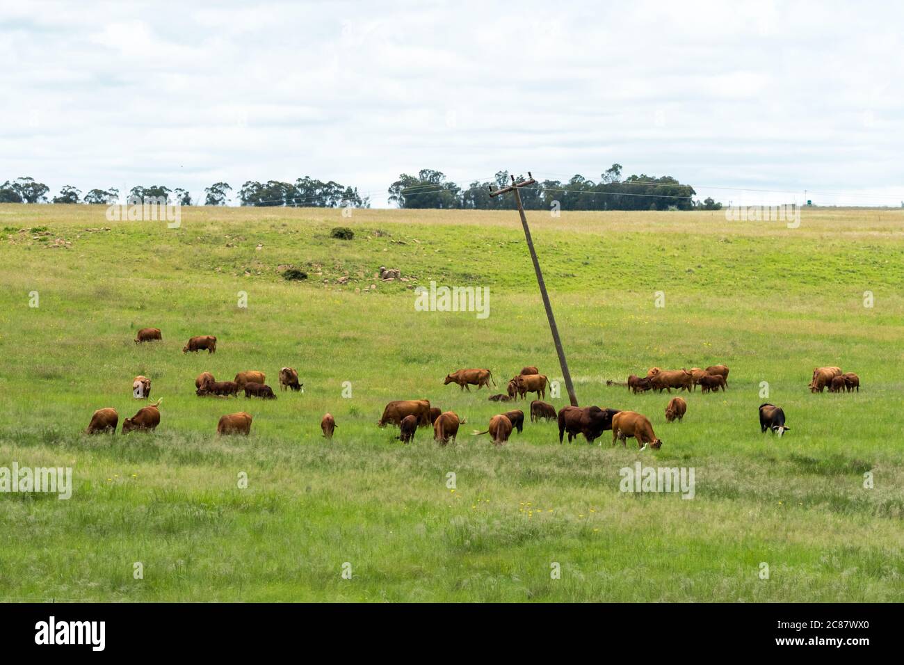 African cattle farm hi-res stock photography and images - Alamy