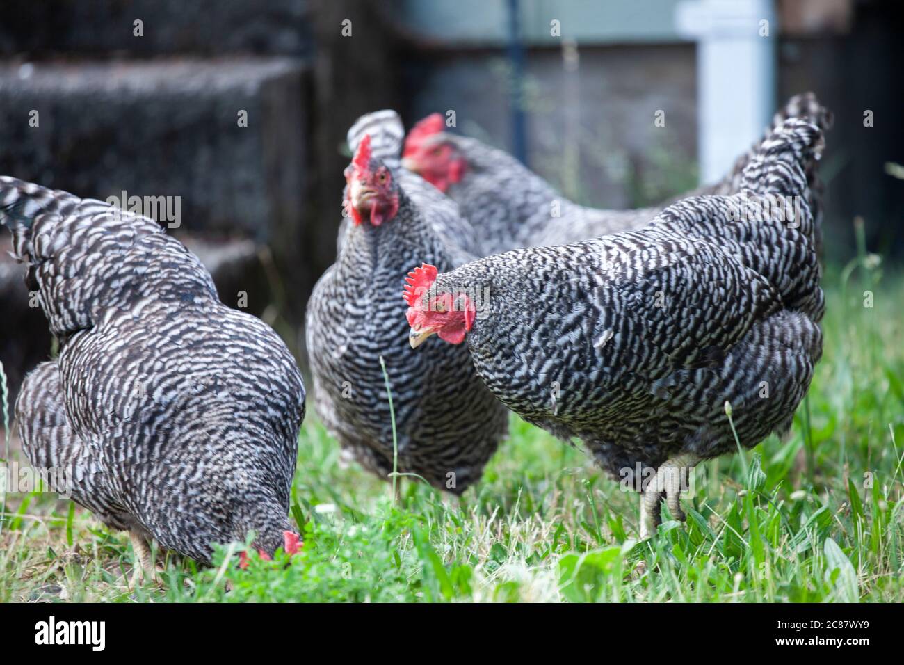 Barred rock chicken in black background Stock Photo - Alamy