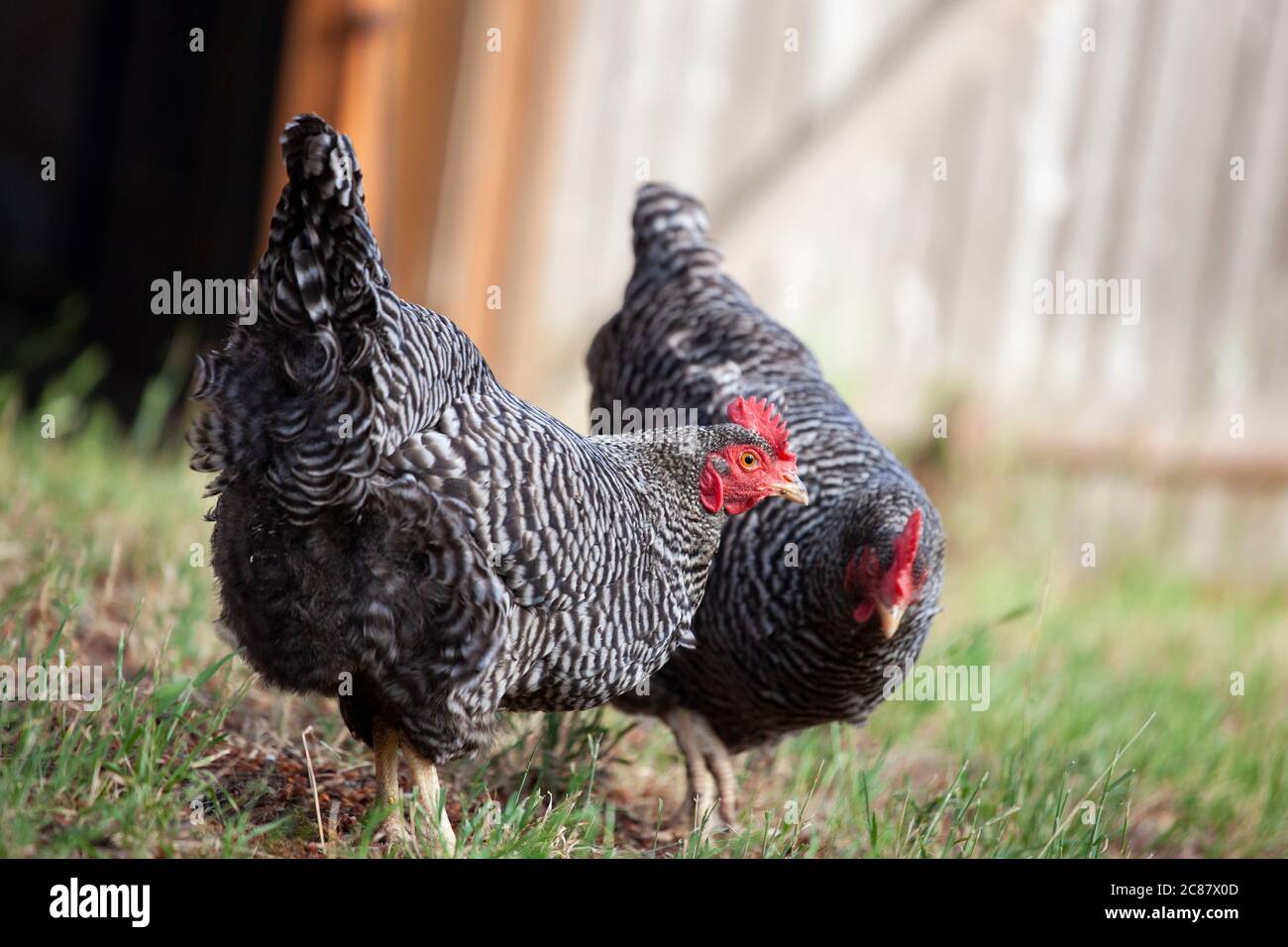 Barred rock chicken in black background Stock Photo - Alamy