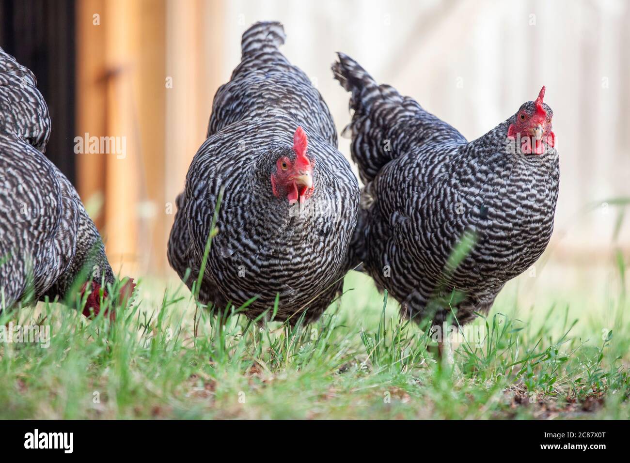 Barred rock chicken in black background Stock Photo - Alamy