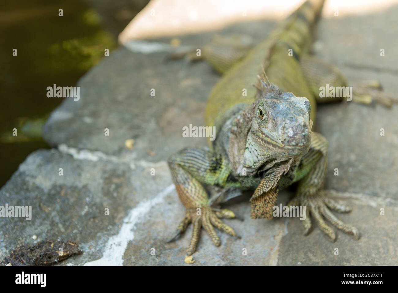 Bali reptiles hi-res stock photography and images - Alamy