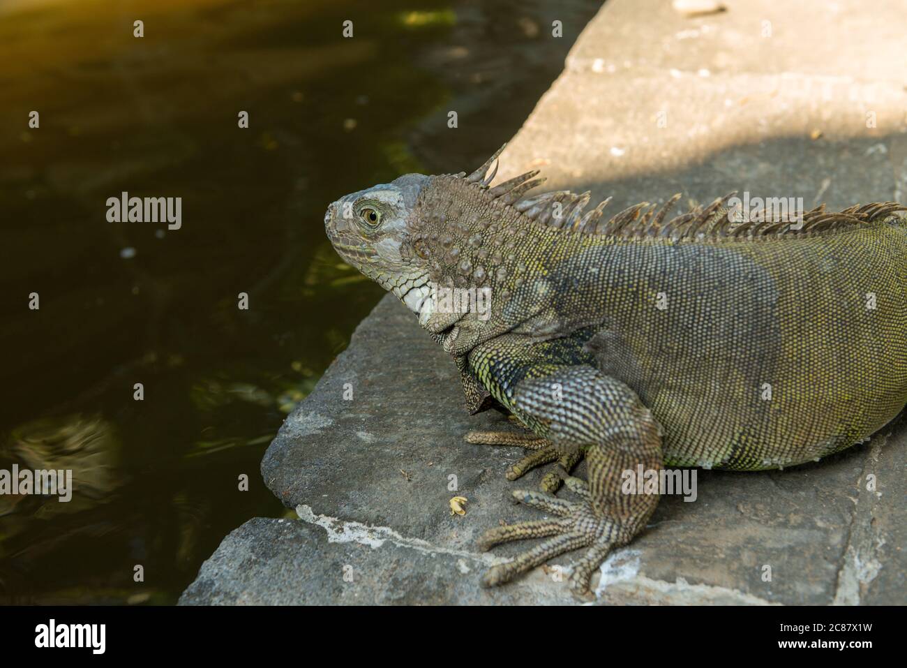Iguana bali indonesia hi-res stock photography and images - Alamy