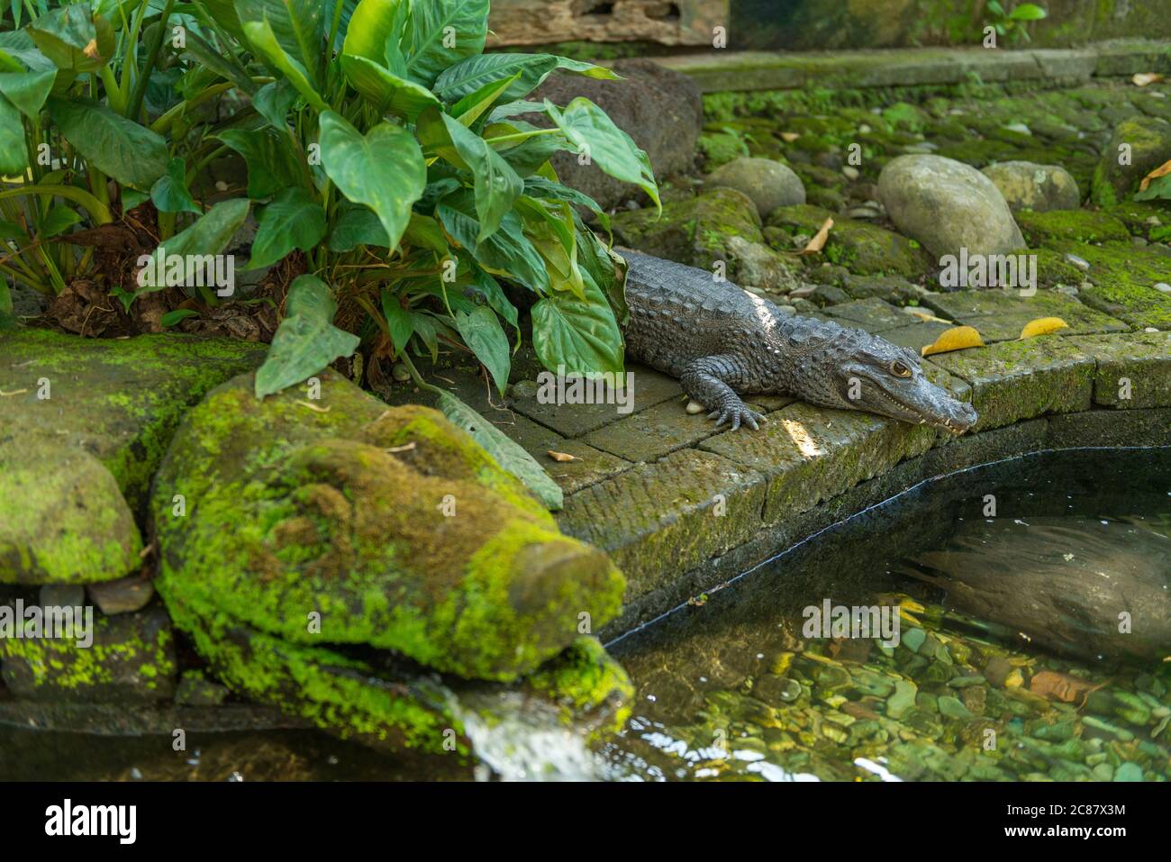 Bali reptiles hi-res stock photography and images - Alamy