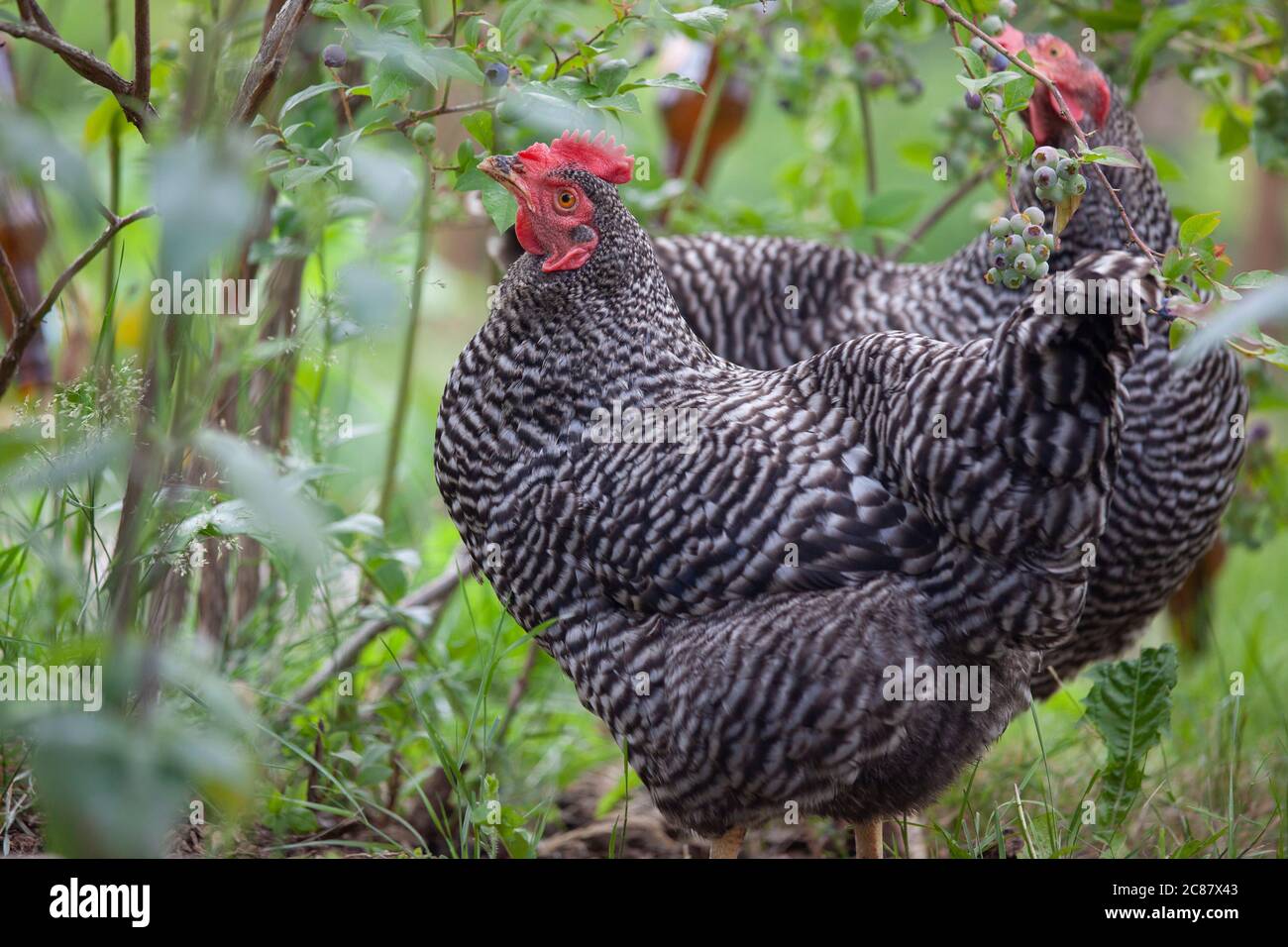 Barred rock chicken in black background Stock Photo - Alamy
