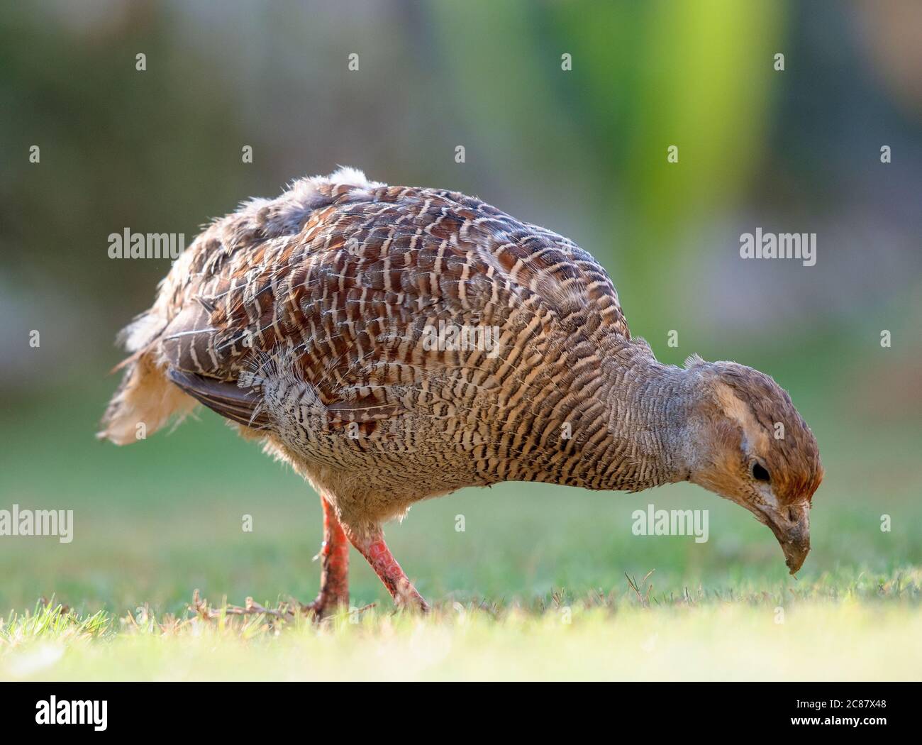 tropical birds in wildlife reserves of Pakistan Stock Photo - Alamy