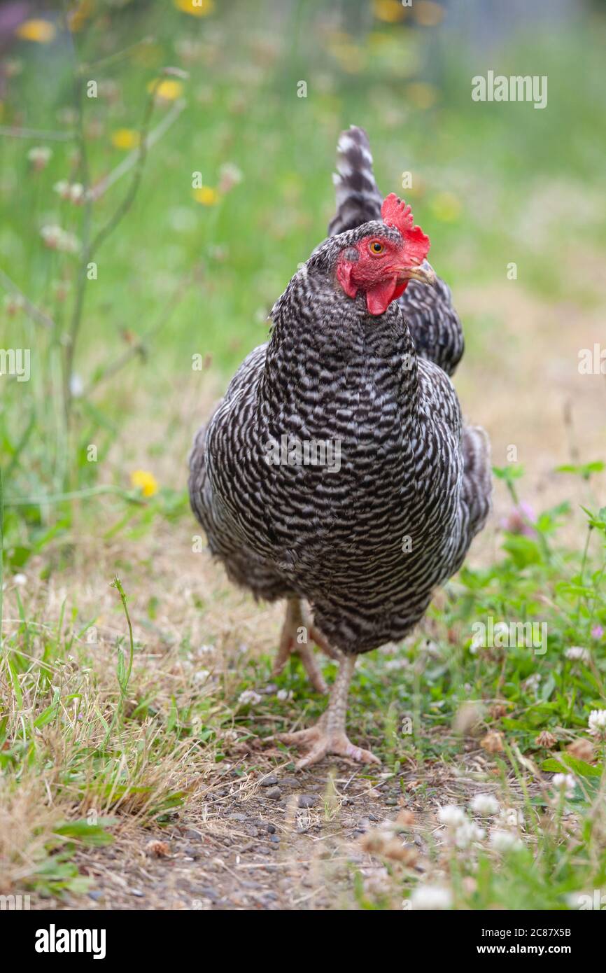 Barred rock chicken in black background Stock Photo - Alamy