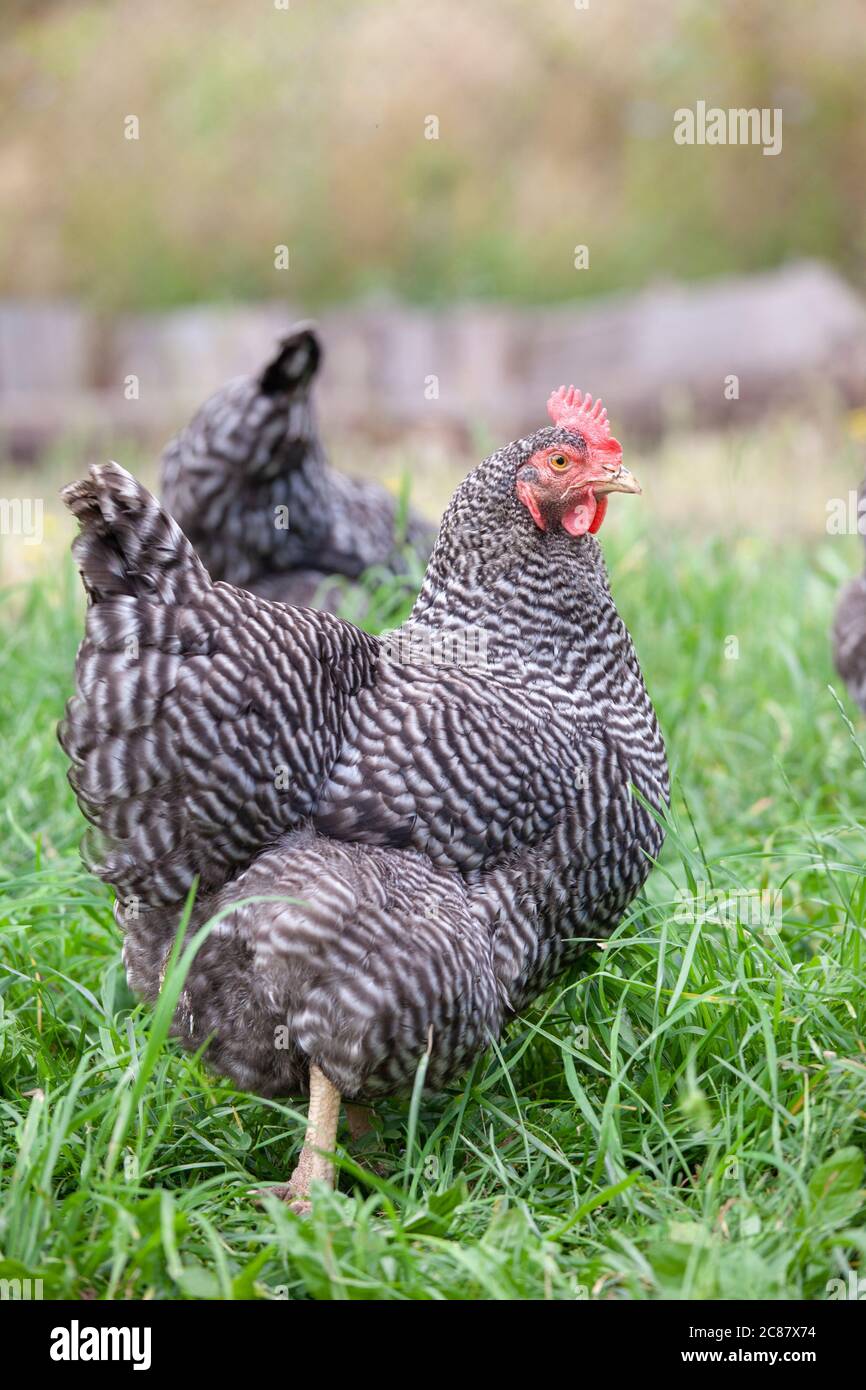Barred rock chicken in black background Stock Photo - Alamy