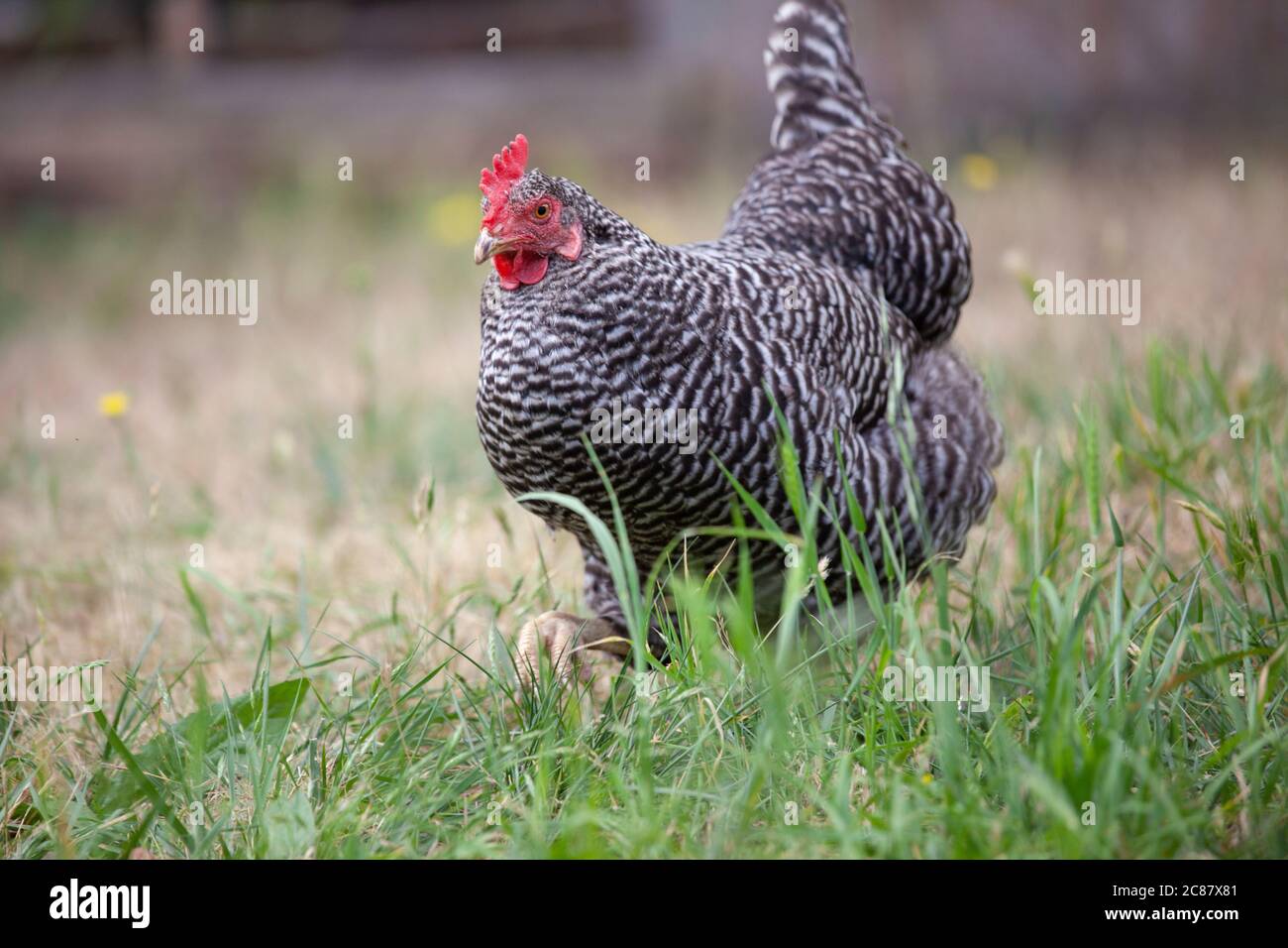 Barred rock chicken in black background Stock Photo - Alamy