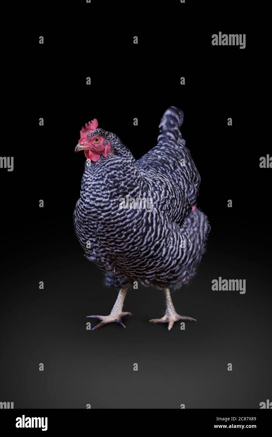 Barred rock chicken in black background Stock Photo - Alamy