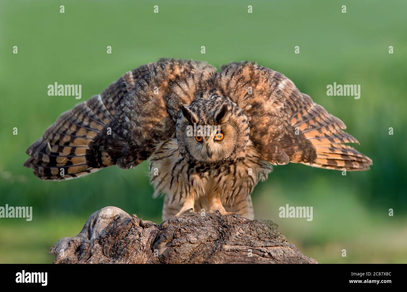 Two Long Eared Owls High Resolution Stock Photography and Images - Alamy
