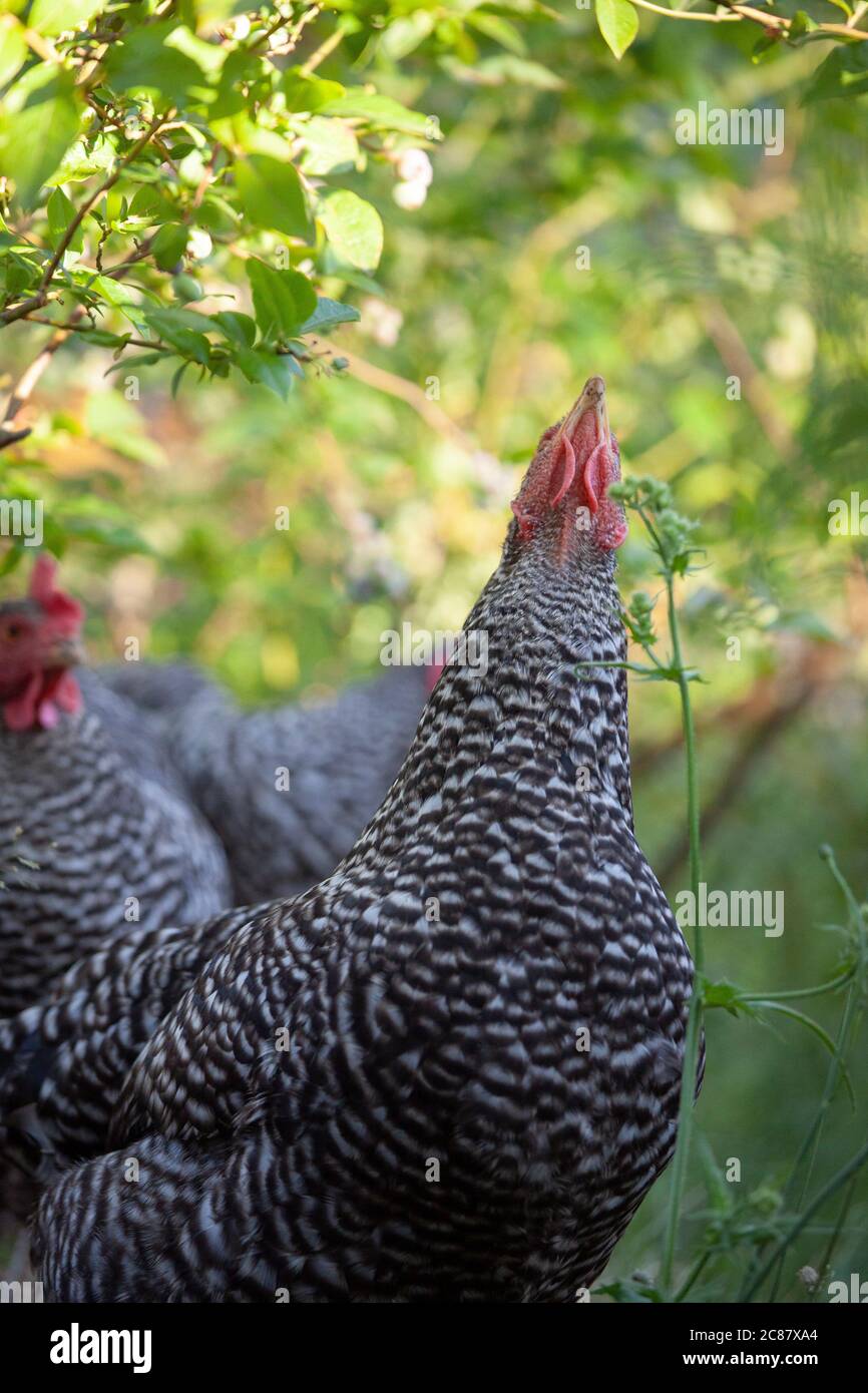Barred rock chicken in black background Stock Photo - Alamy