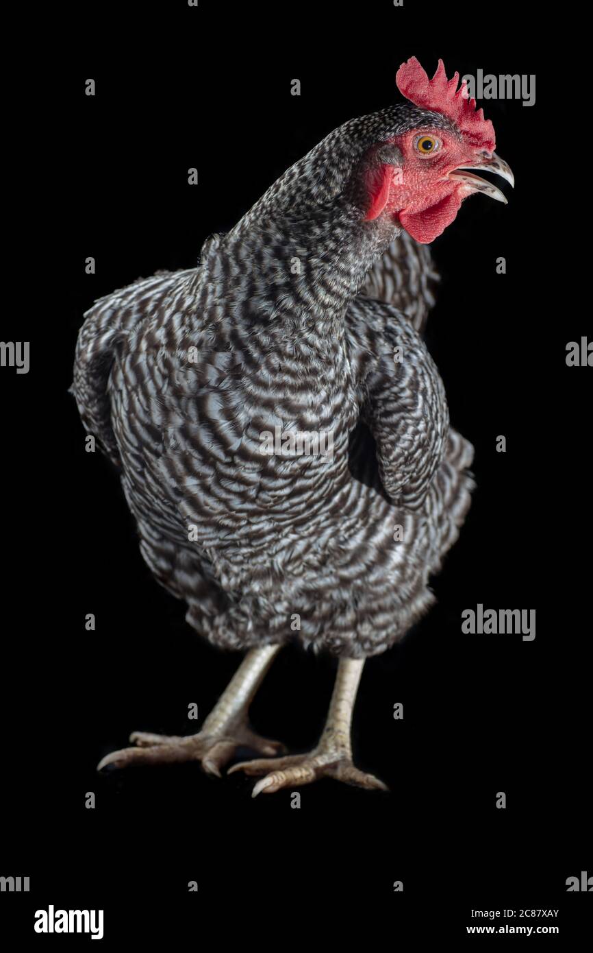 Barred rock chicken in black background Stock Photo - Alamy