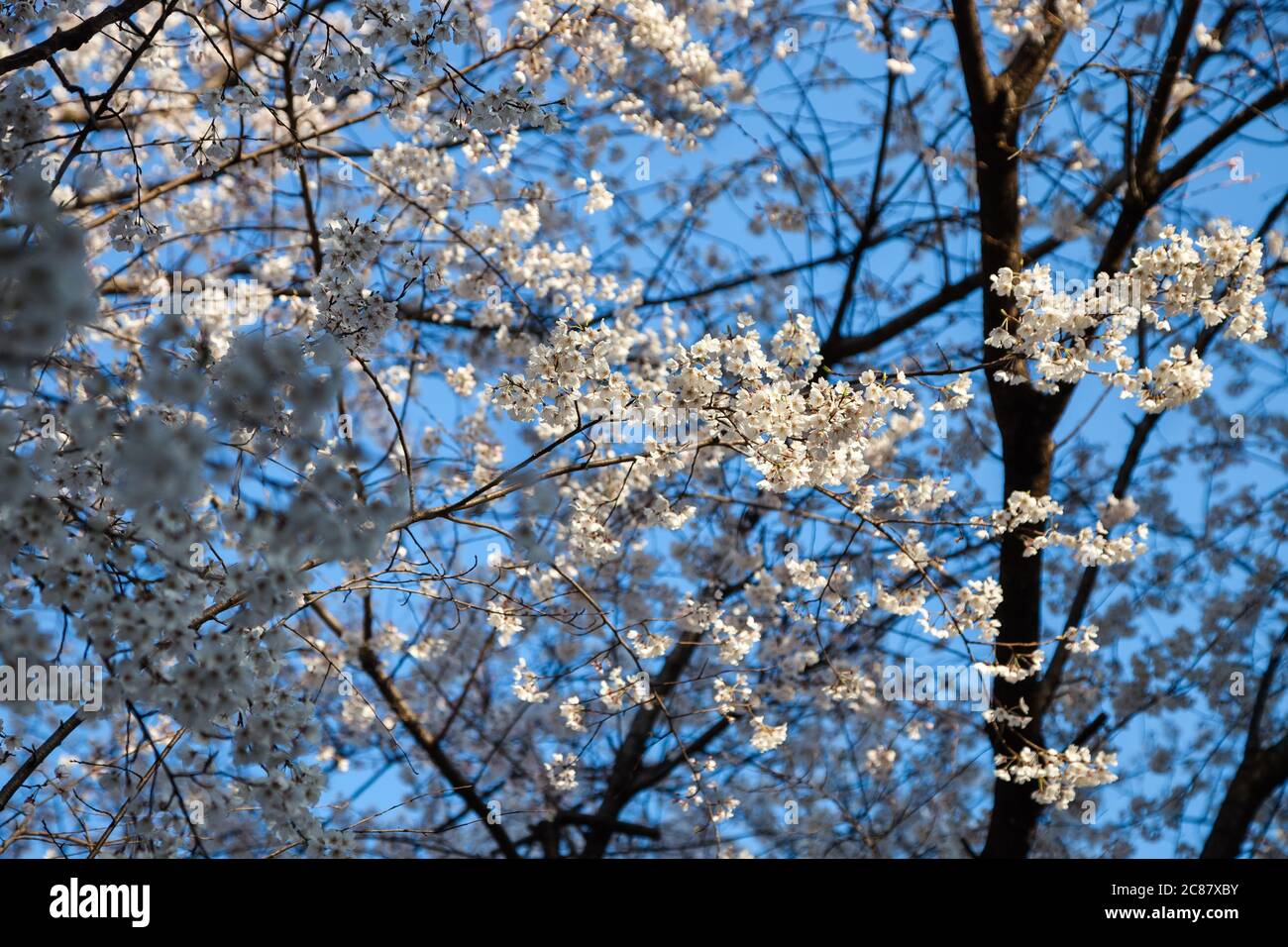 White blossom sakura flowers on a spring day in Japan., Beautiful ...