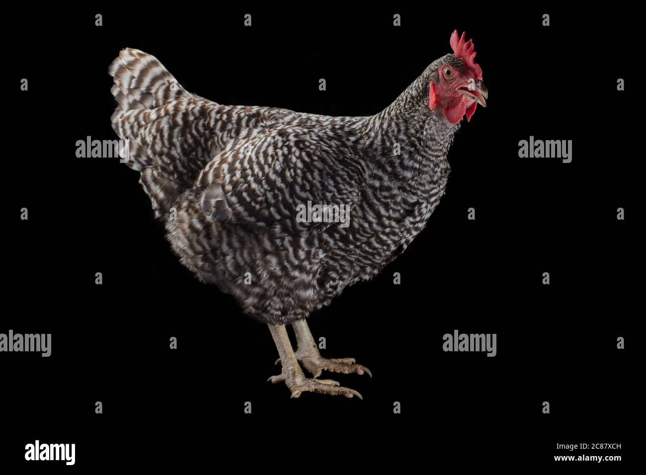 Barred rock chicken in black background Stock Photo - Alamy