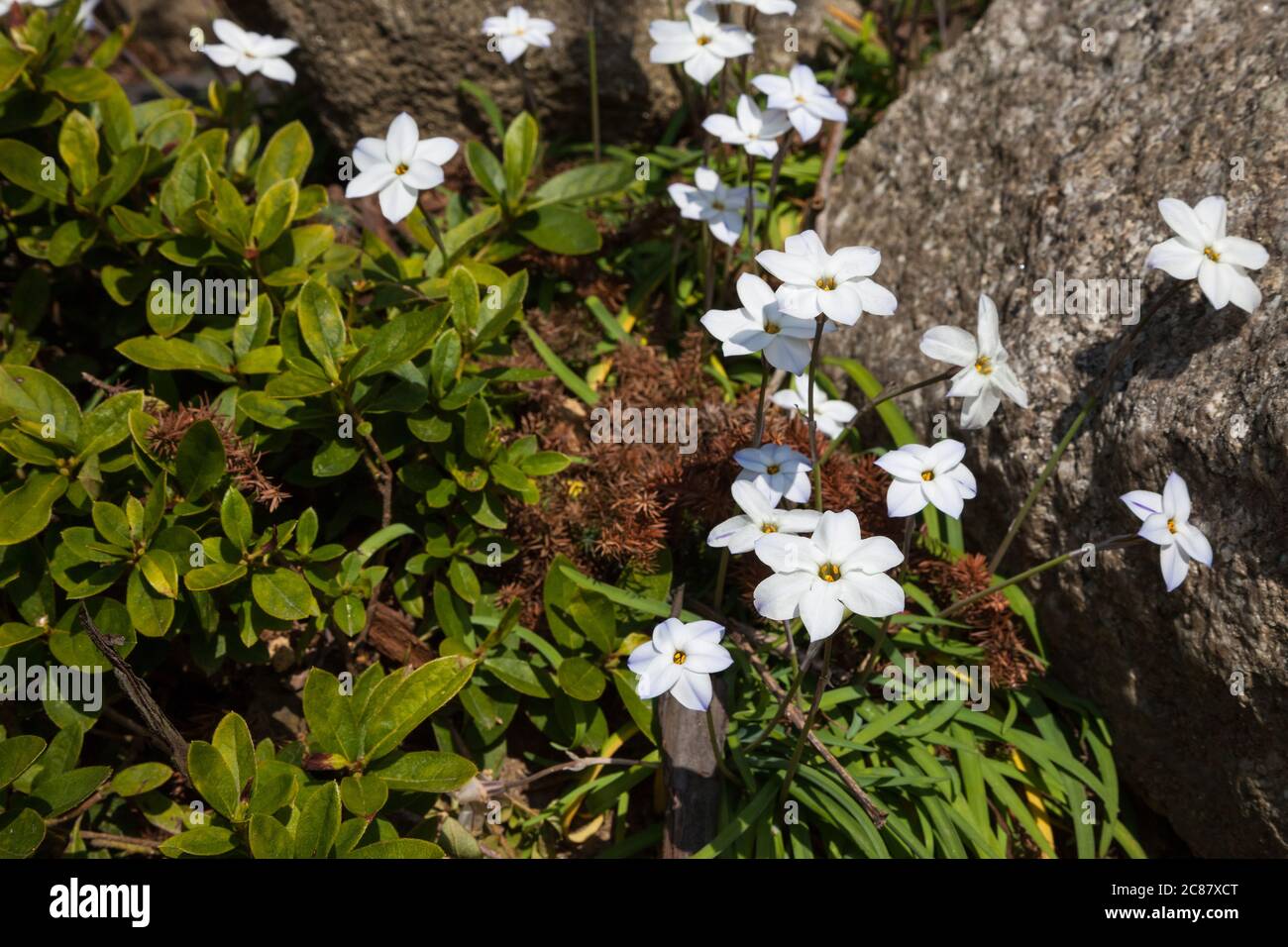 Whiite flower background Stock Photo - Alamy