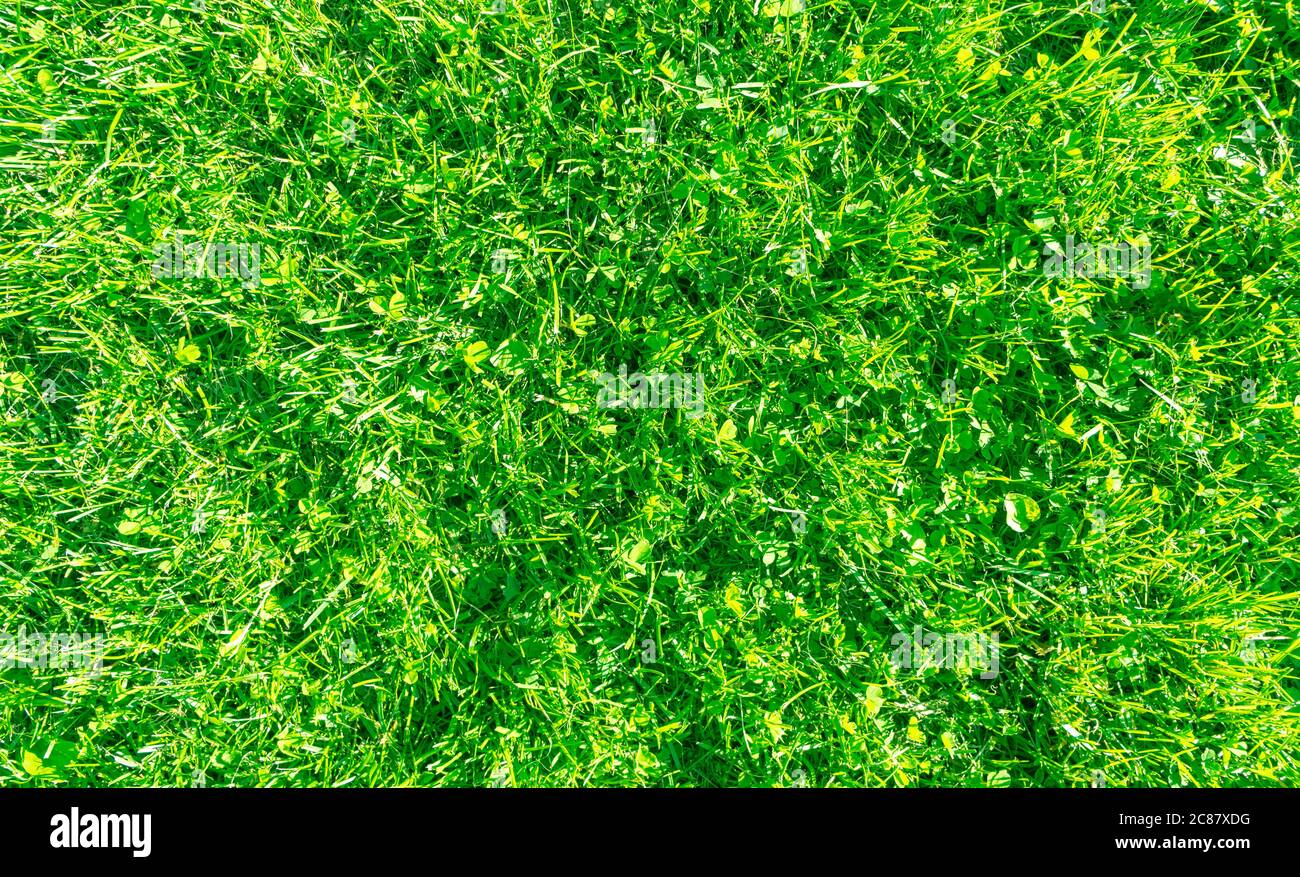 Fresh lawn grass. Grass golf courses green lawn pattern texture. Green ...