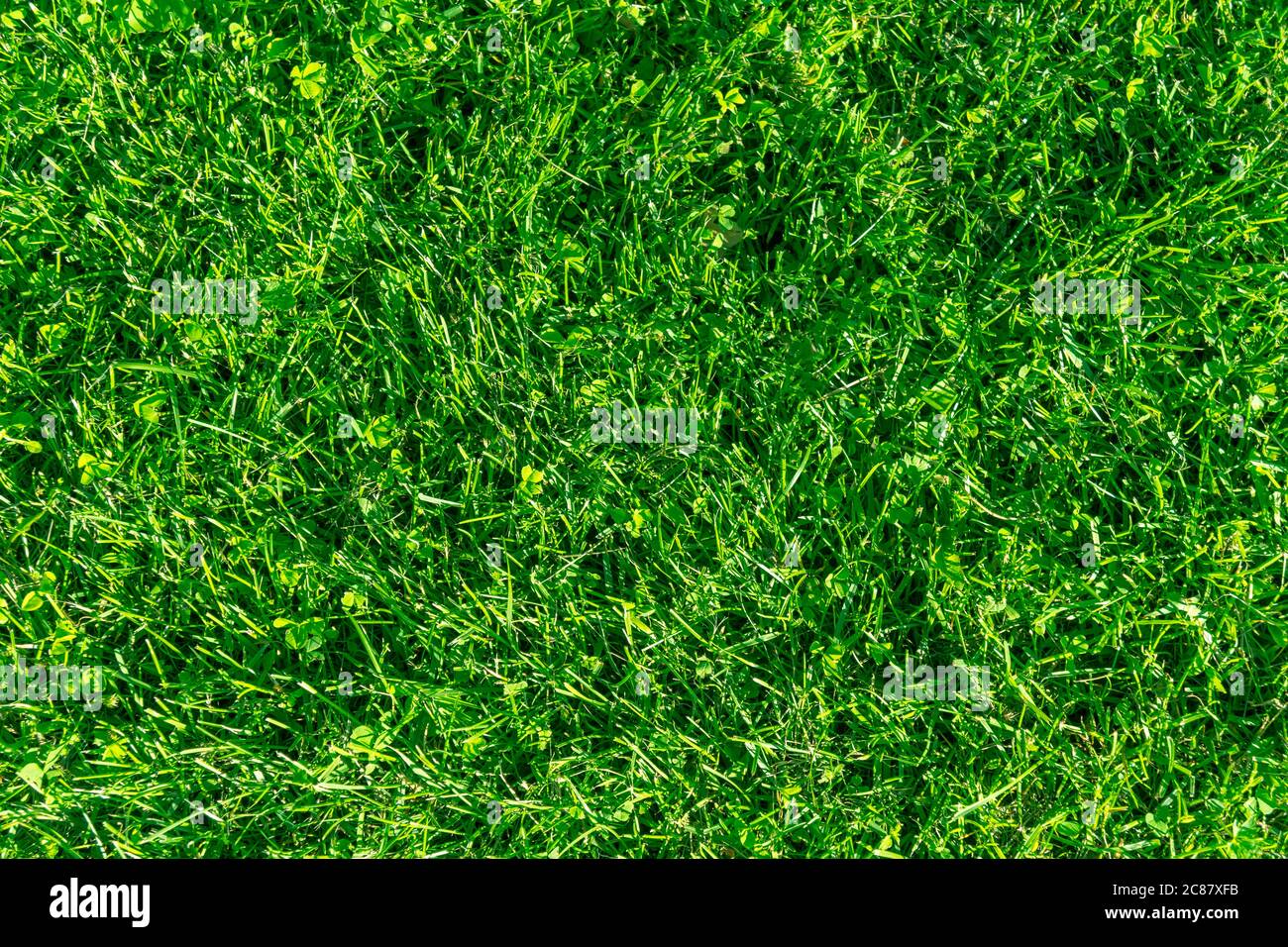 Fresh lawn grass. Grass golf courses green lawn pattern texture. Green ...