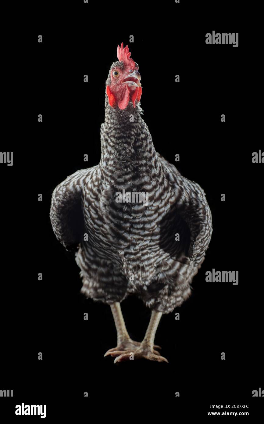 Barred rock chicken in black background Stock Photo - Alamy